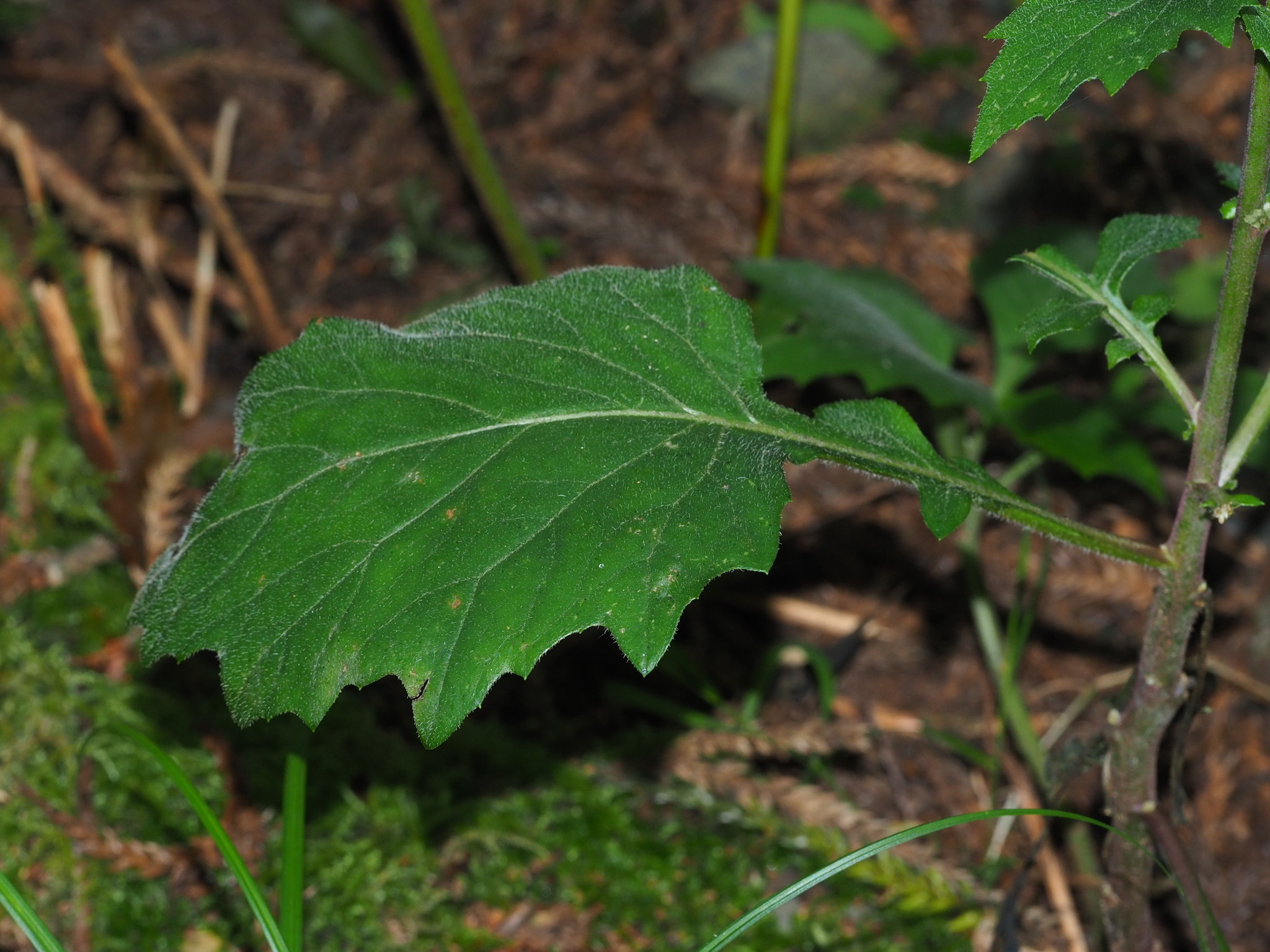 Gynura japonica (Thunb.) Juel