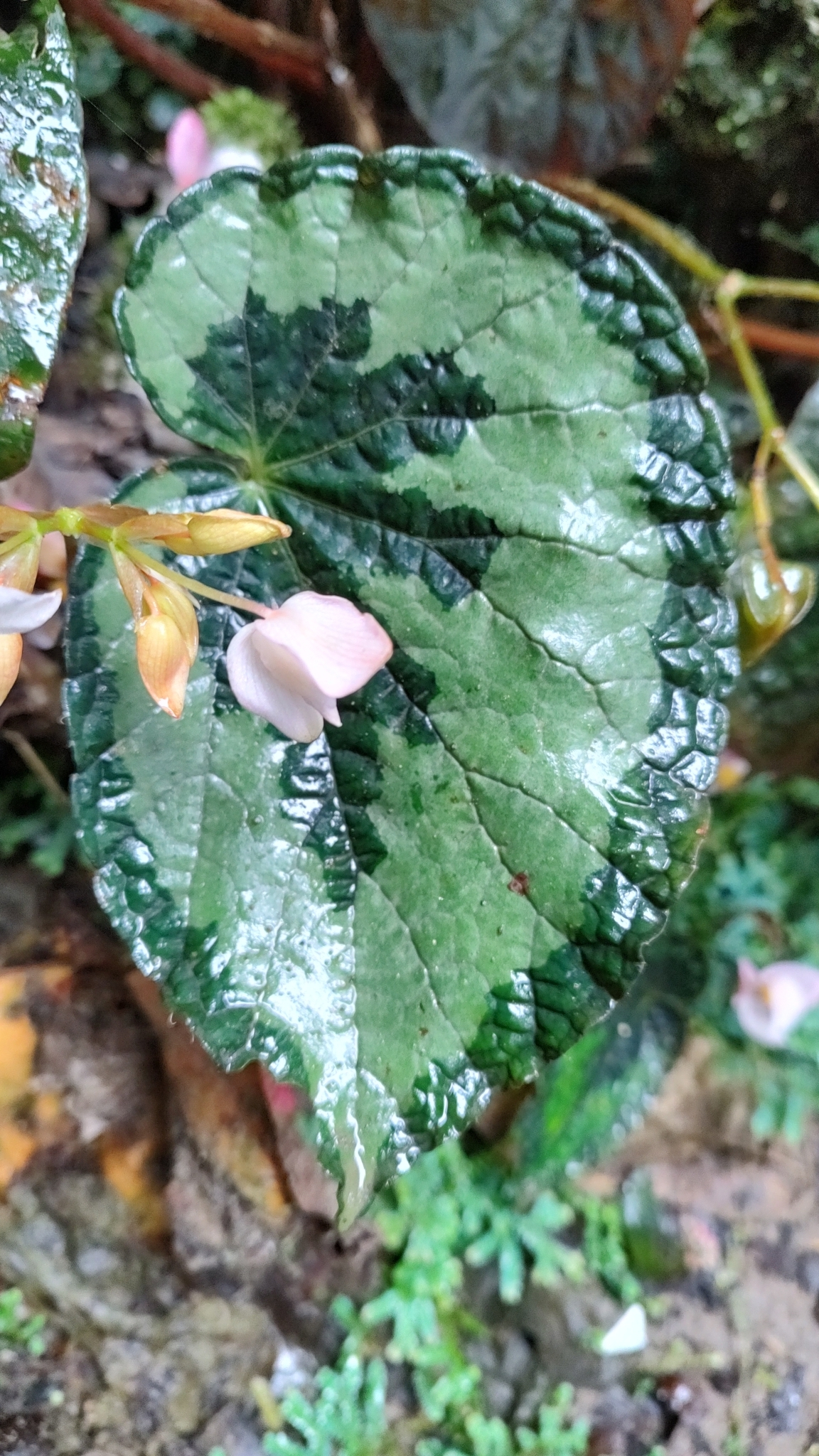 Begonia longiciliata C.Y.Wu