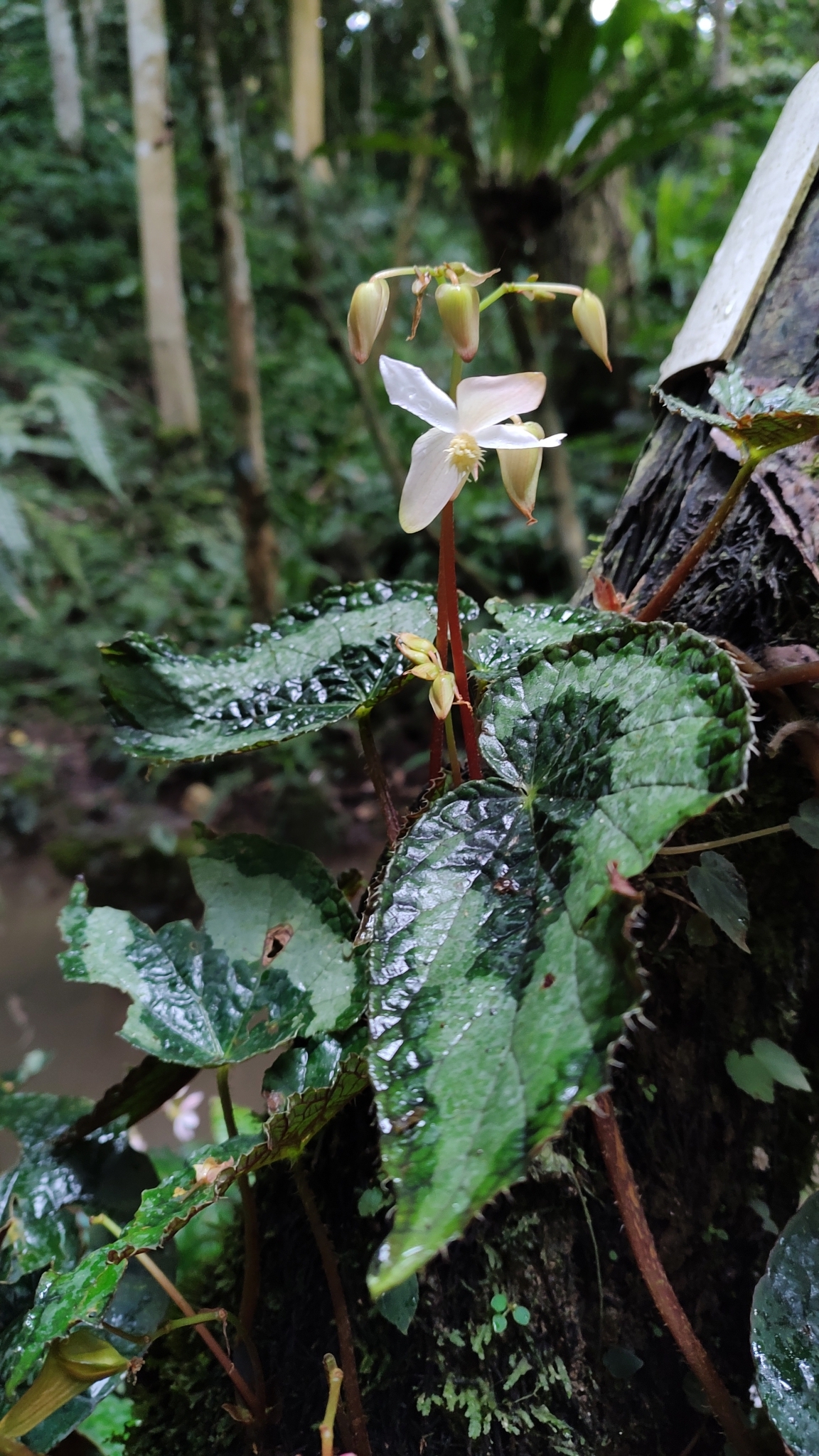 Begonia longiciliata C.Y.Wu