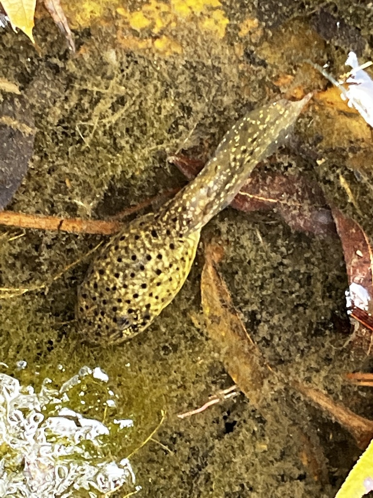 American Bullfrog from The Maryland Zoo, Baltimore, MD, US on October ...