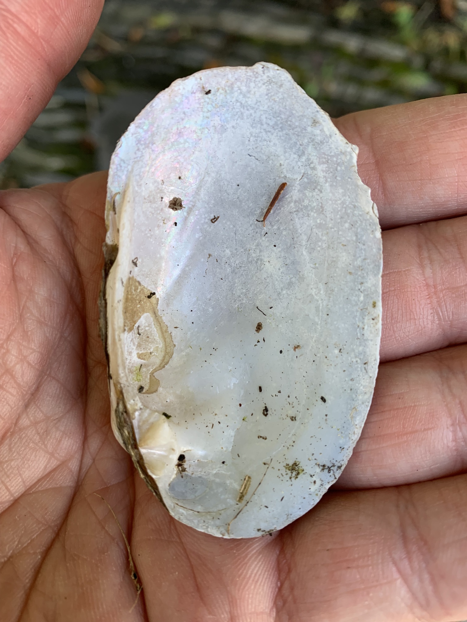 Lampsilis radiata (Gmelin, 1791)