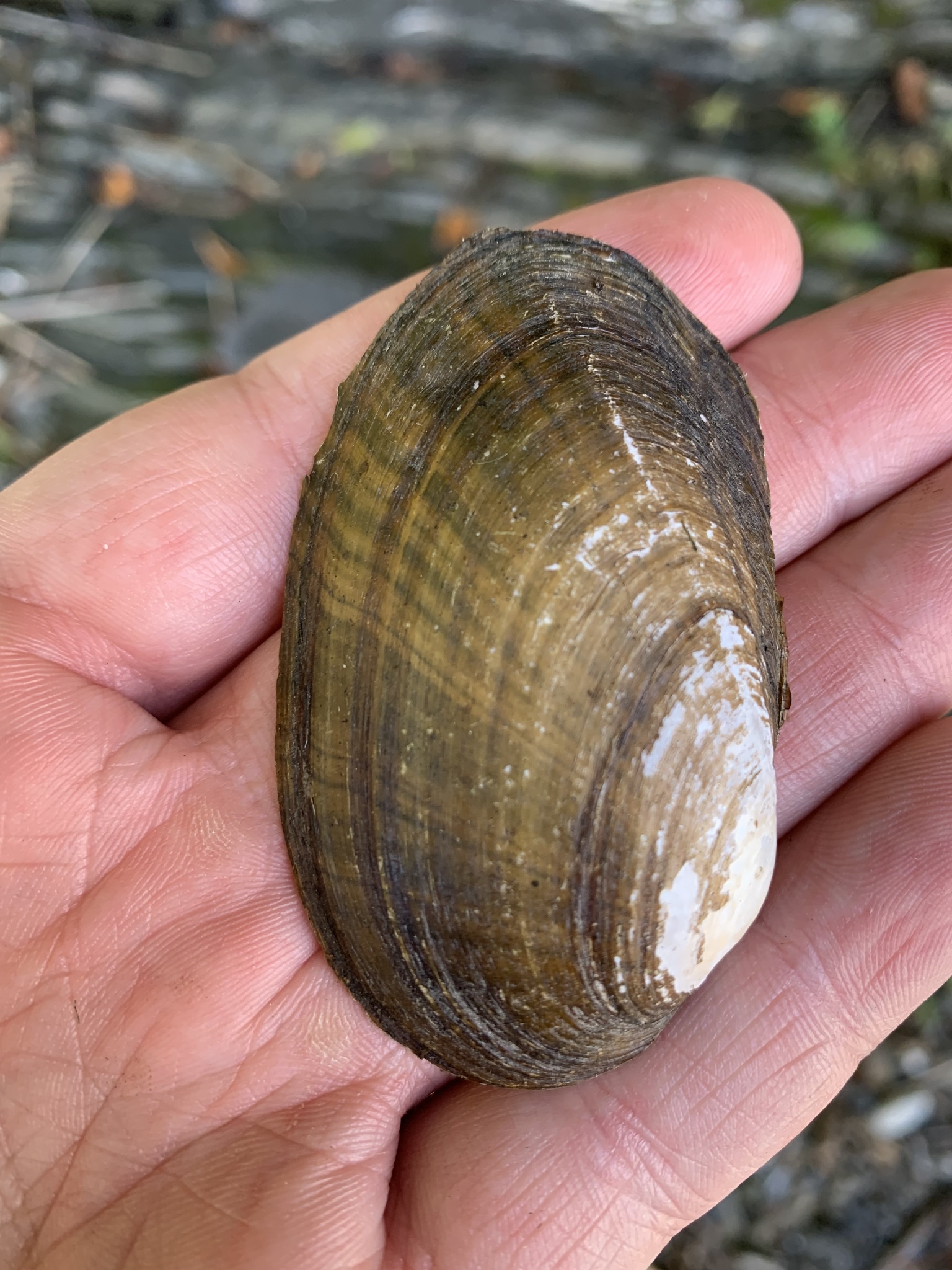 Lampsilis radiata (Gmelin, 1791)