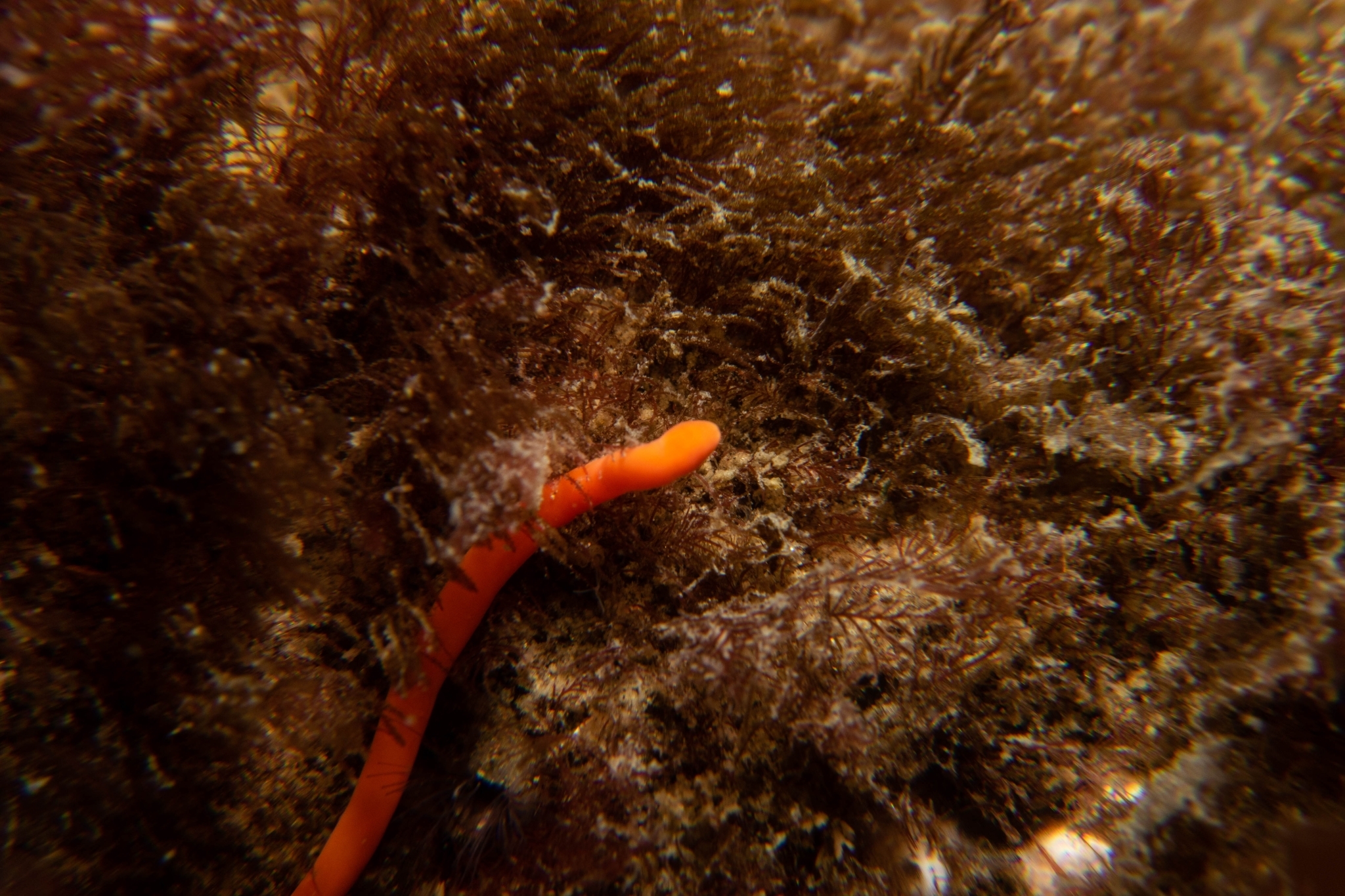 Tubulanus Renier, 1804