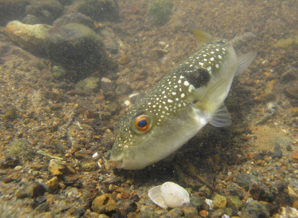 Grey-spotted Puffer (Takifugu alboplumbeus) - Marine Life Identification