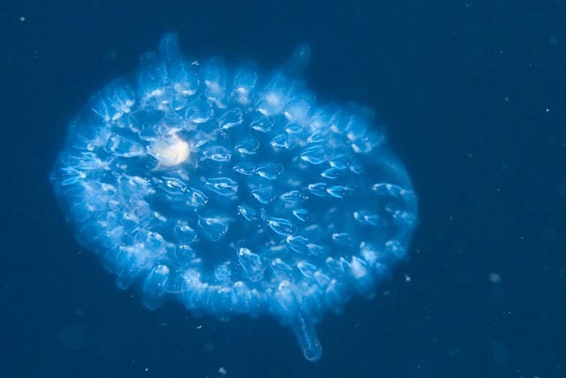 Pyrosoma atlanticum from pinnacle Lopes, Mozambique on October 8, 2022 ...