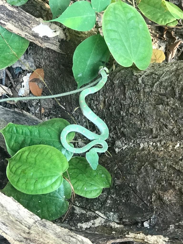 Wagler's Pit Viper from Bukit Timah Nature Reserve, SG on October 08 ...