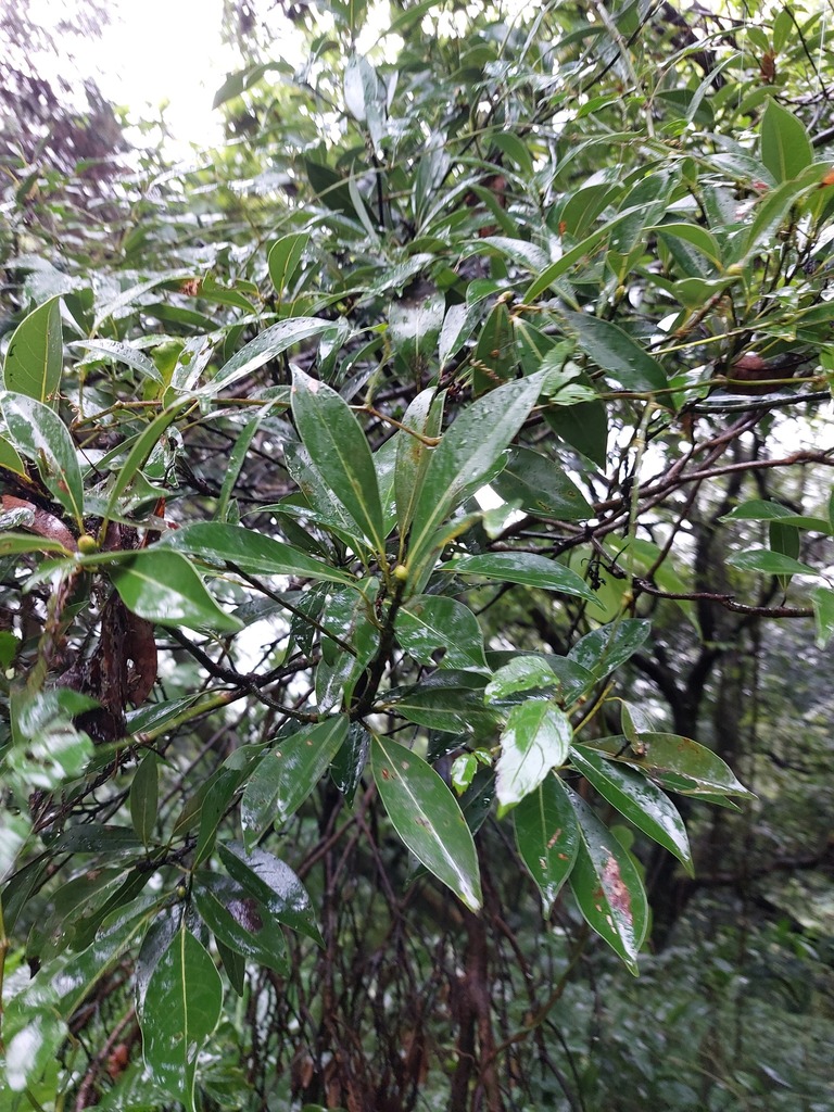 Red Machilus from 台灣台北 on October 07, 2022 at 03:48 PM by 胡正恆(Jackson ...