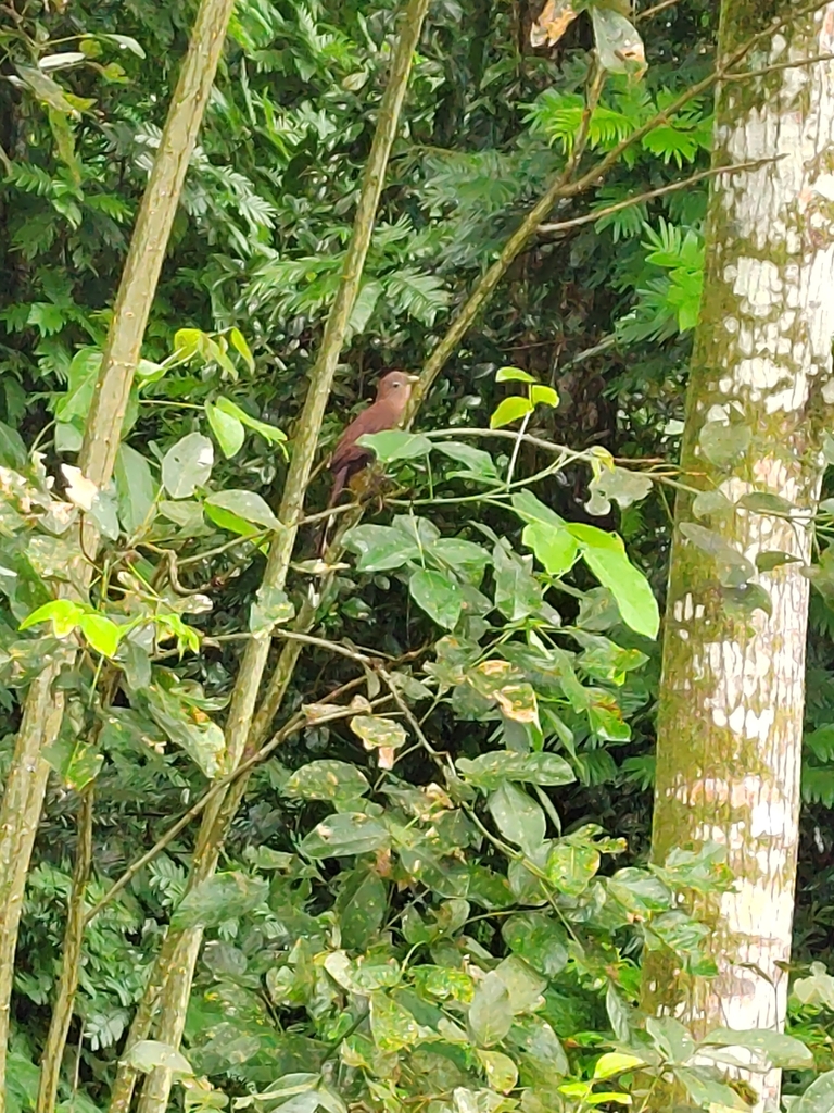 Squirrel Cuckoo from San Carlos, CR-AL, CR on October 07, 2022 at 08:23 ...
