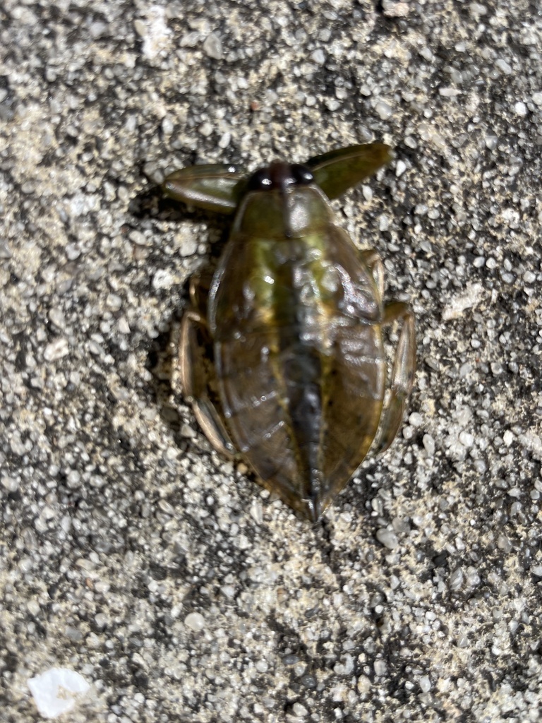 Uhler's Giant Water Bug from Sunniland Blvd, Lehigh Acres, FL, US on ...