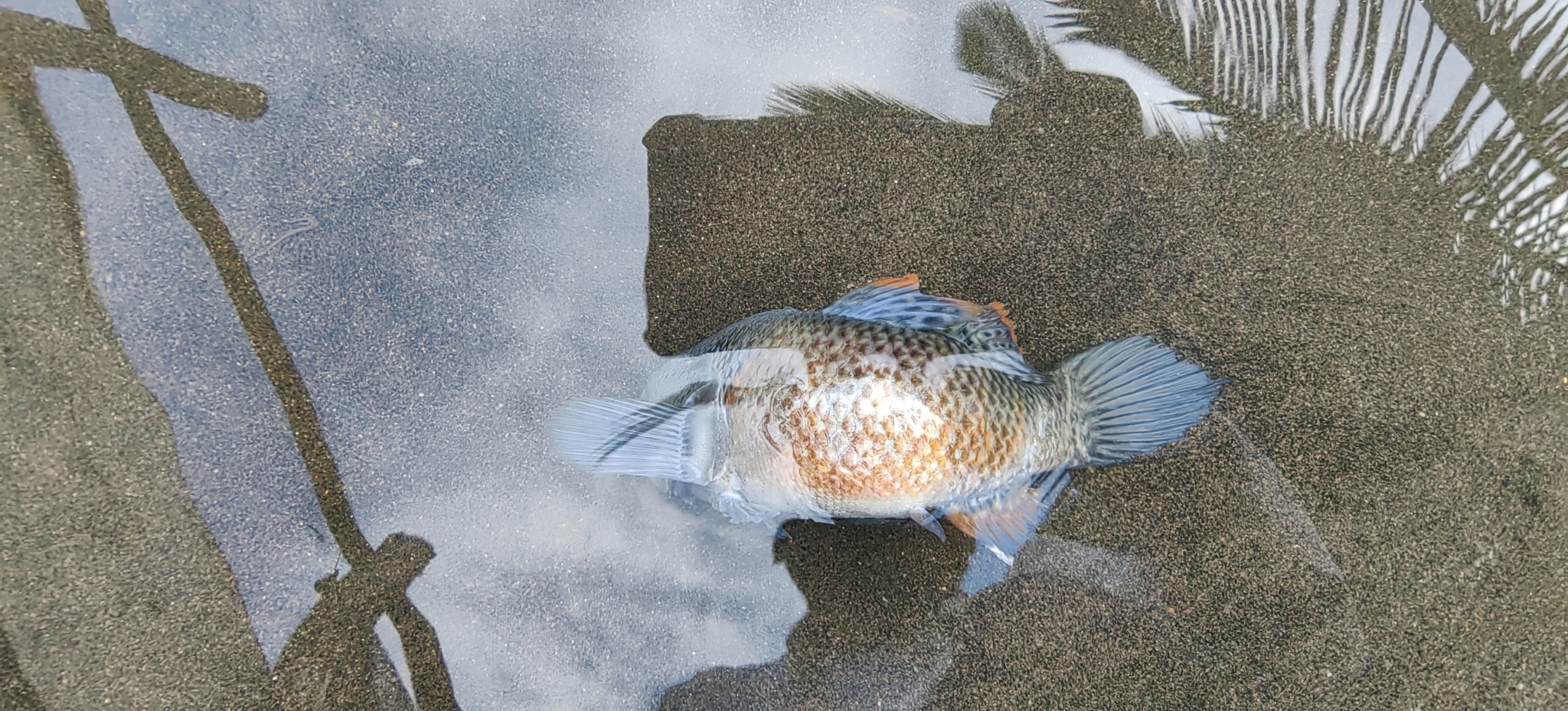 Dormitator latifrons (Richardson, 1844)