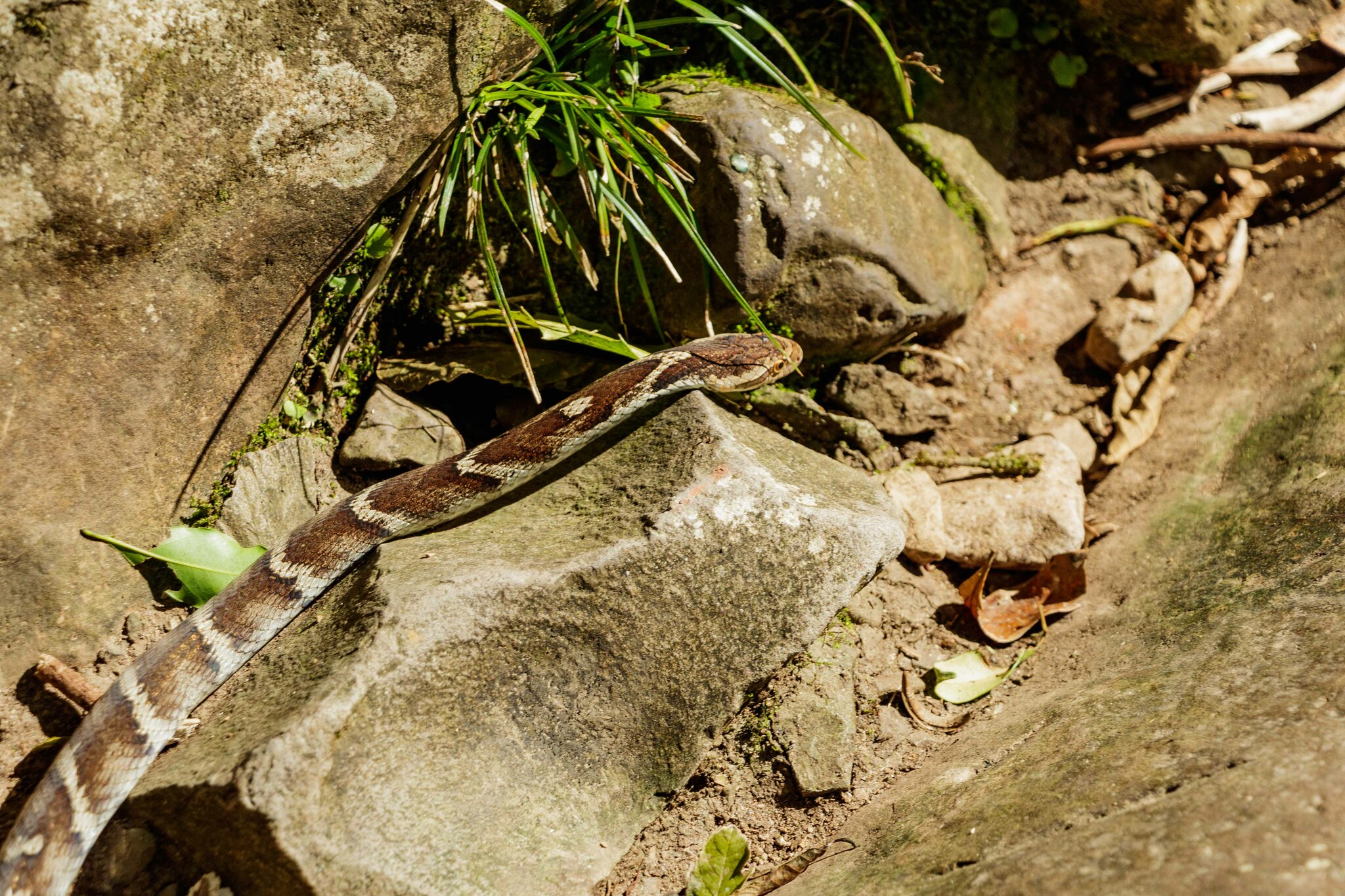 Xenodon neuwiedii Günther, 1863