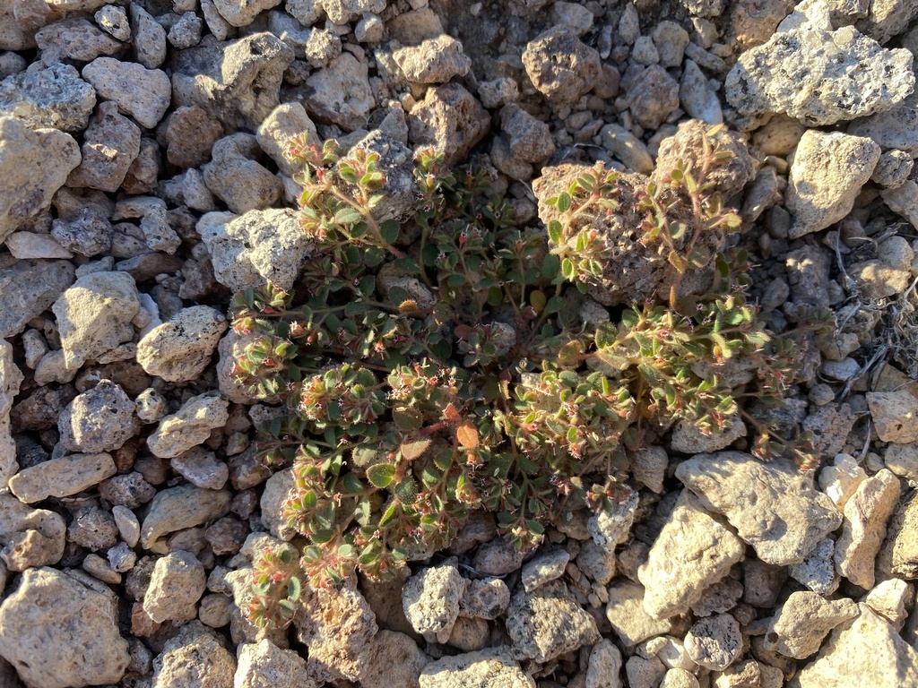 Yuma Sandmat from Alamo, NV, US on October 5, 2022 at 07:46 AM by brock ...