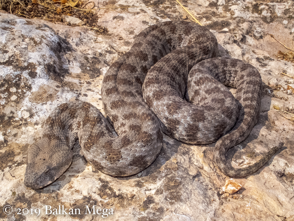 Levantine Viper in September 2019 by Balkan Mega · iNaturalist