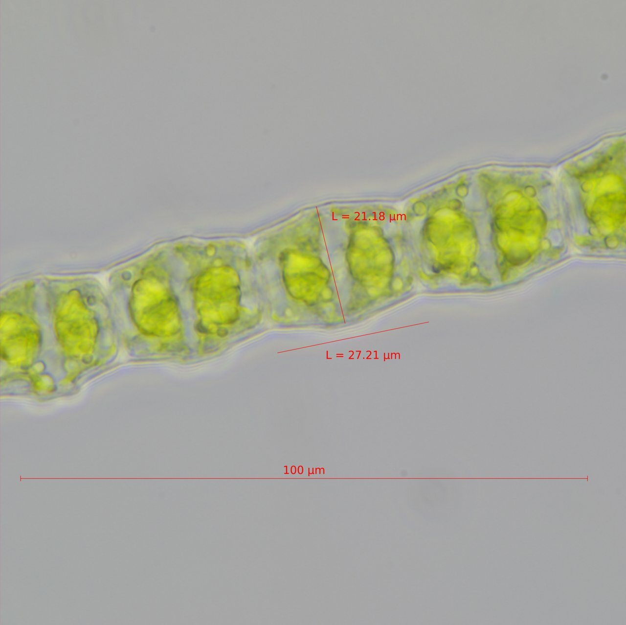 Bambusina Kützing ex Kützing, 1849