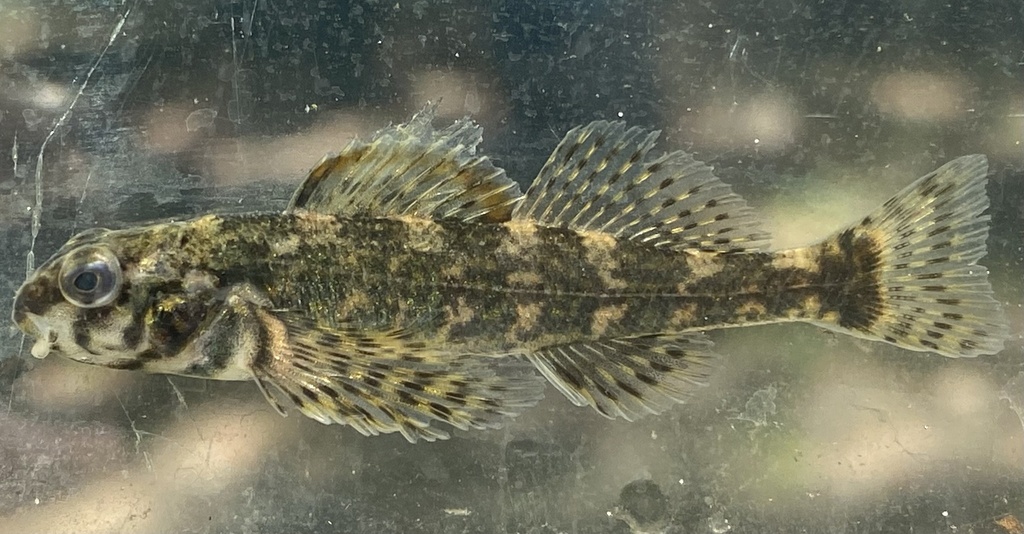 Harlequin Darter (Freshwater fish of Mississippi) · iNaturalist