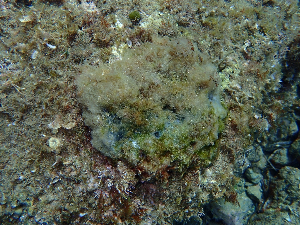 Stinker Sponge from Roses, Girona, Espanya on October 9, 2022 at 10:40 ...