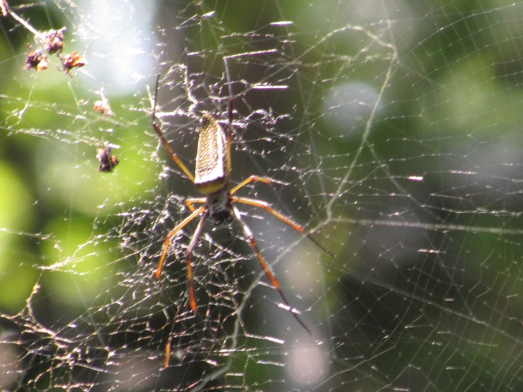 Golden Silk Spider from Museu da Amazônia - MUSA on October 9, 2022 at ...