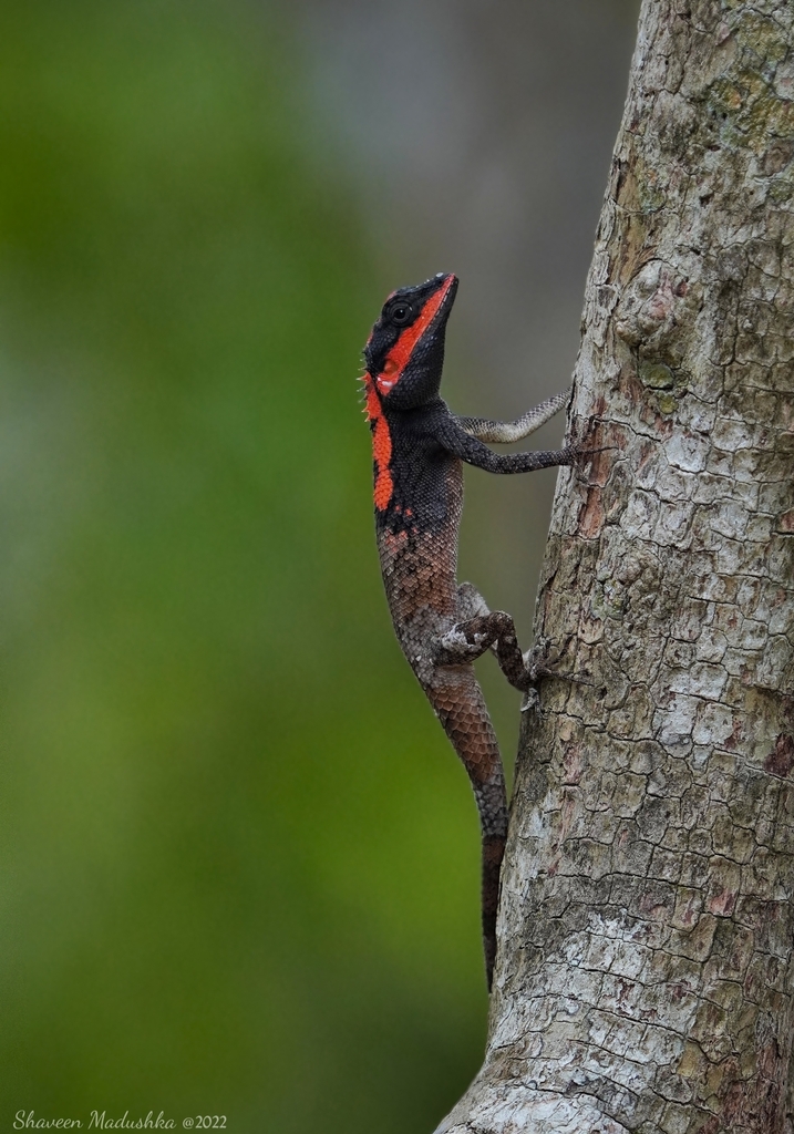Painted-lip Lizard from Wilpattu National Park, Sri Lanka on August 28 ...