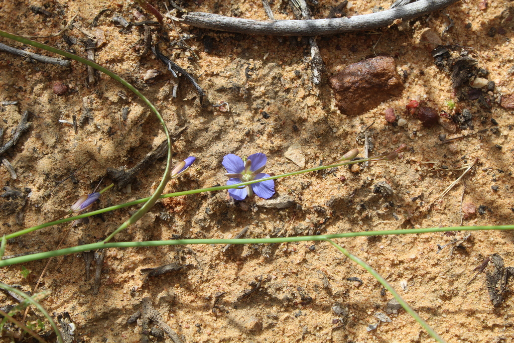 Heliophila linoides from Cape Winelands District Municipality, South ...