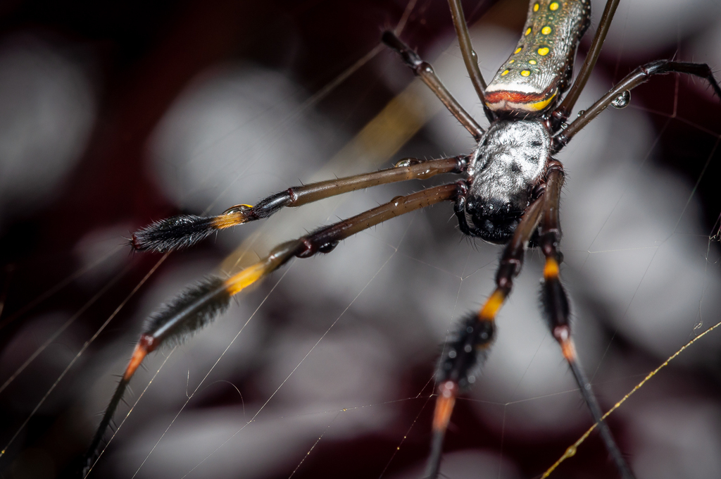 Golden Silk Spider in October 2022 by Federico Figueroa Cabezas ...