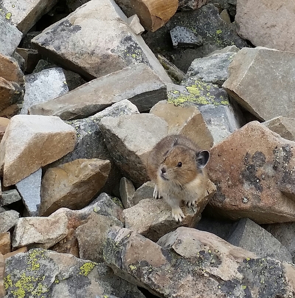 American Pika from Okanogan County, WA, USA on September 30, 2017 at 12 ...
