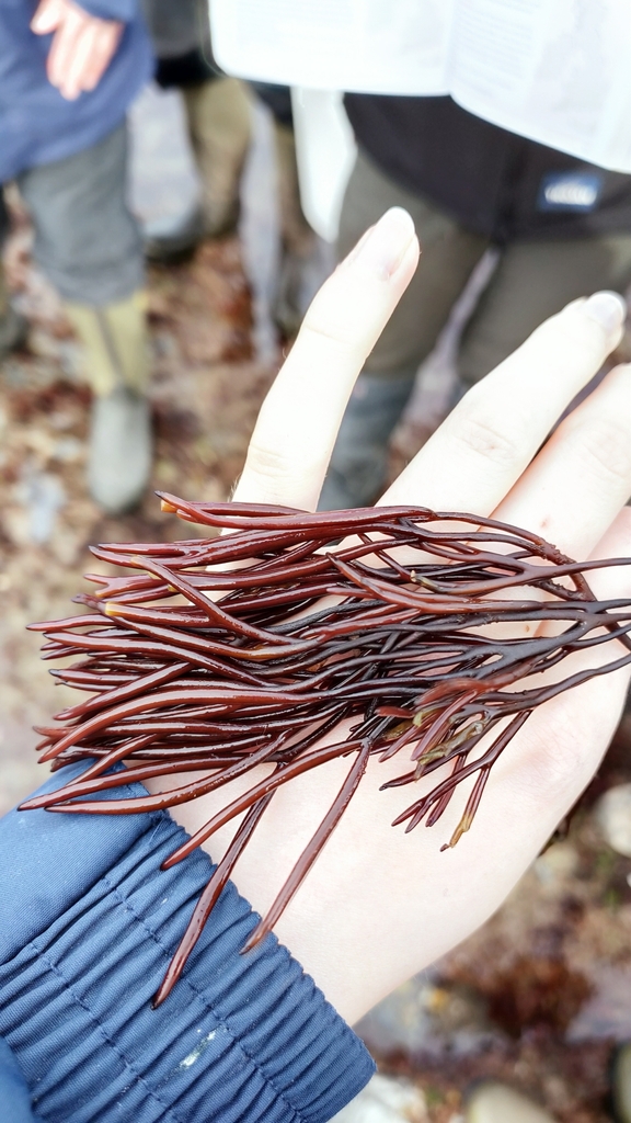 Solieria chordalis from Saint Blaise, UK on October 09, 2022 at 11:48 ...