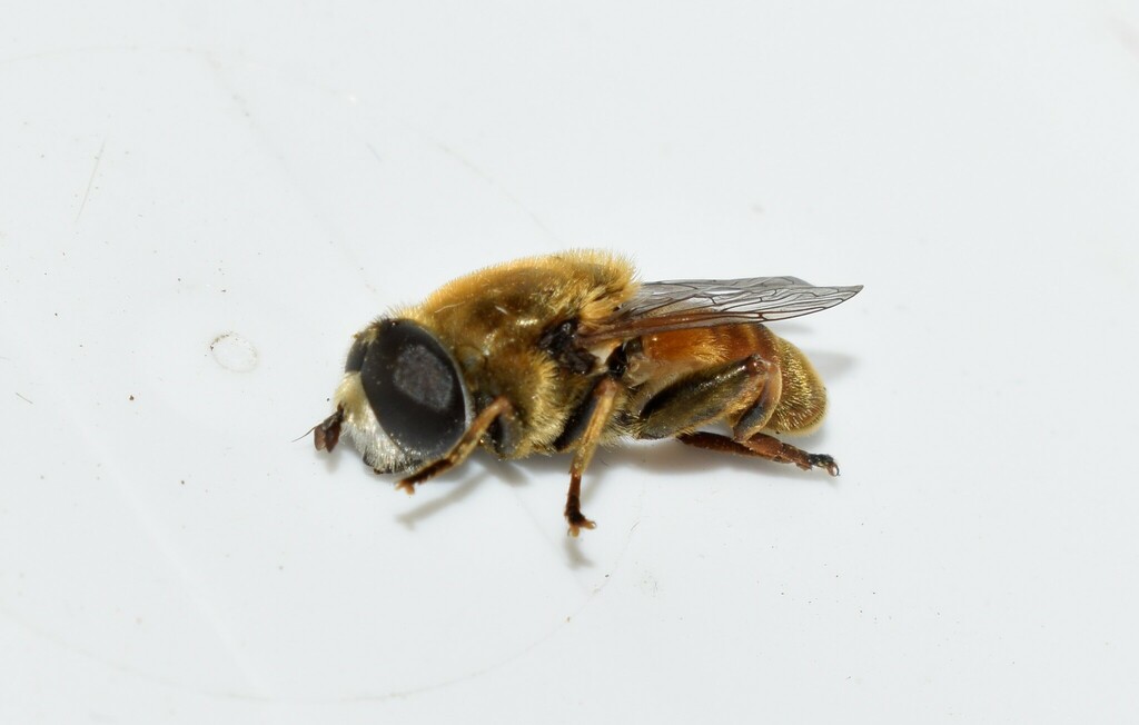 Merodon from North Aegean, Aegean, GR on September 21, 2022 at 04:39 PM ...