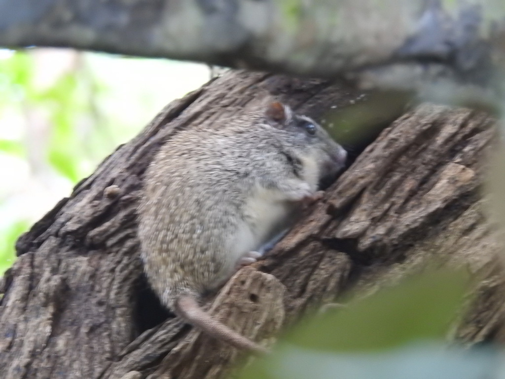Speckled Tree Rat from Km 9 vía Puerto Colombia, Puerto Colombia ...