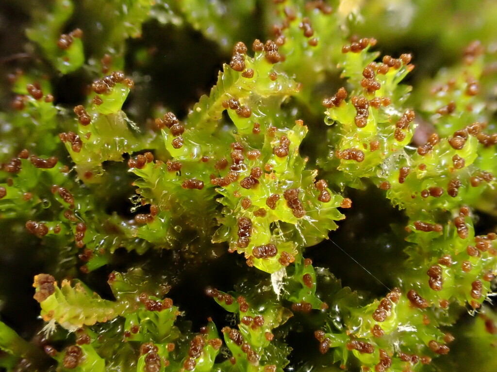 Large Cut Notchwort (Tritomaria exsectiformis) - Botanical Realm