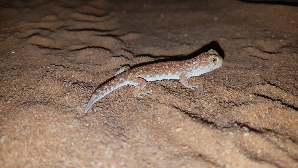 Common Barking Gecko from Bo Karoo, South Africa on October 9, 2022 by ...