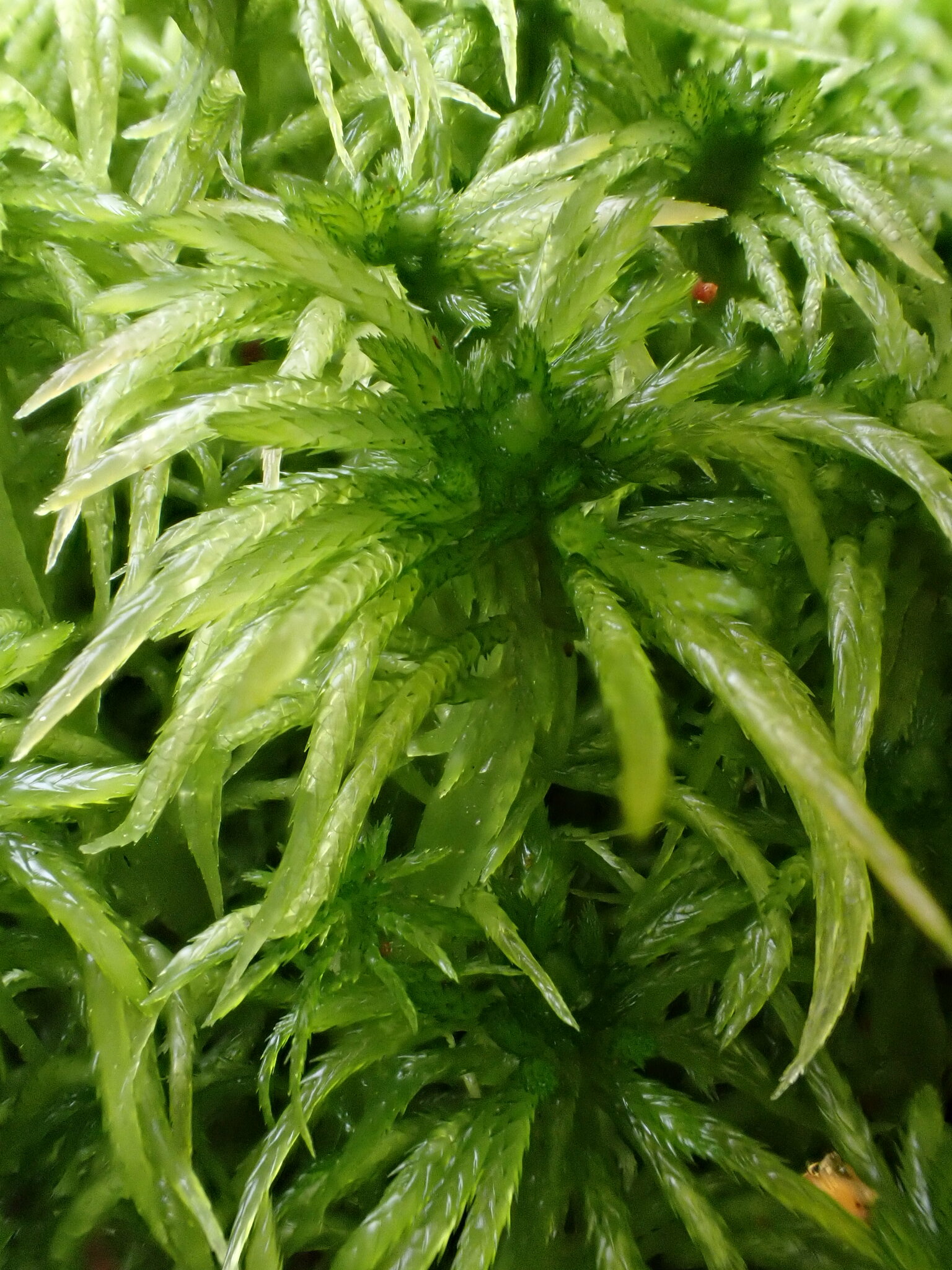Sphagnum riparium Ångström, 1864