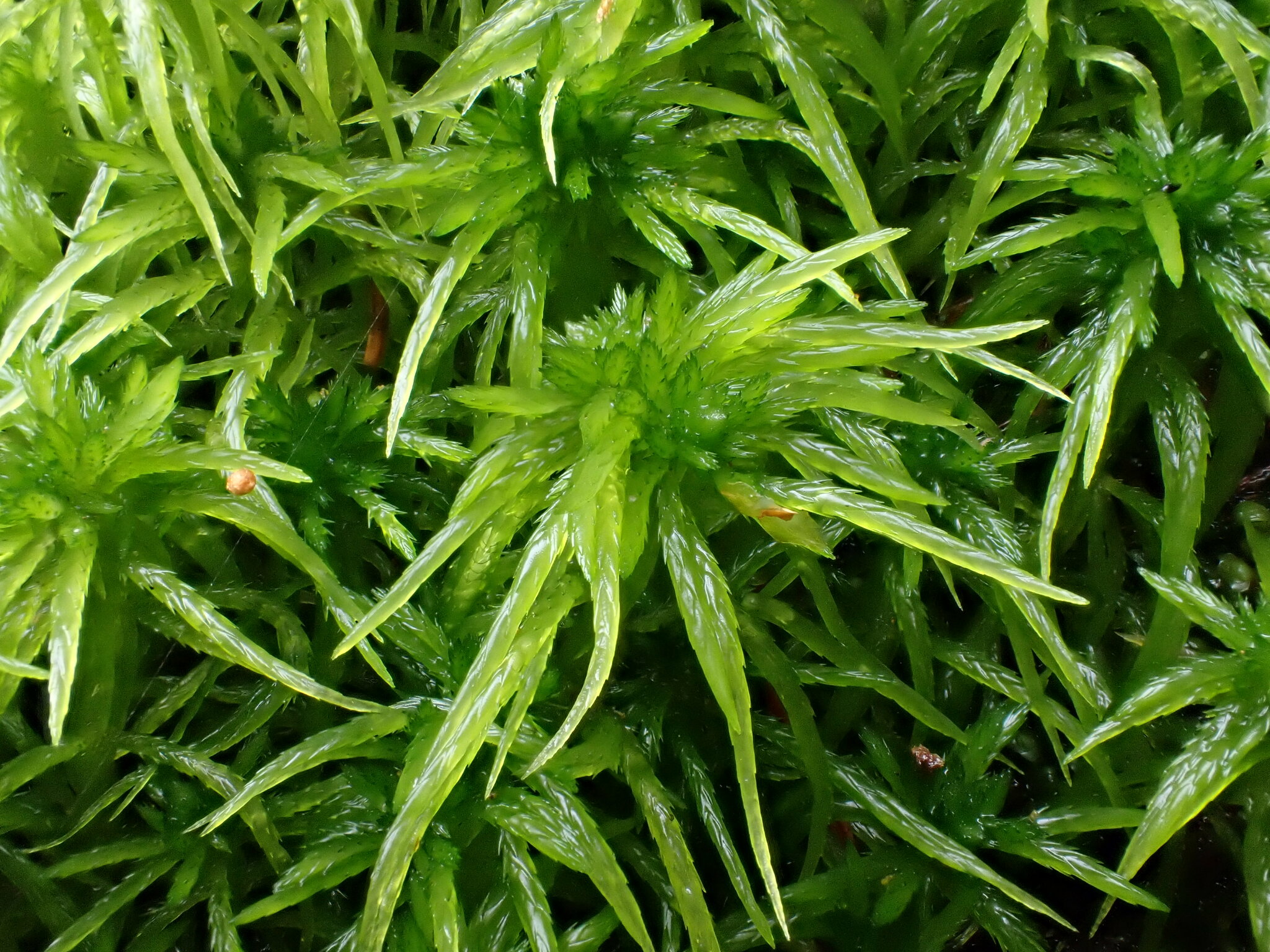 Sphagnum riparium Ångström, 1864