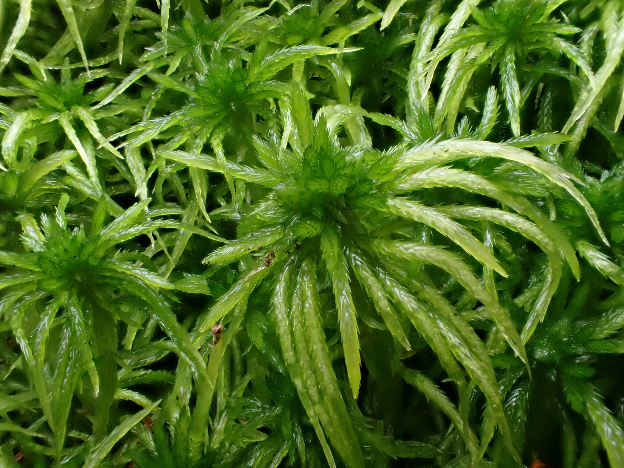 Sphagnum riparium Ångström, 1864