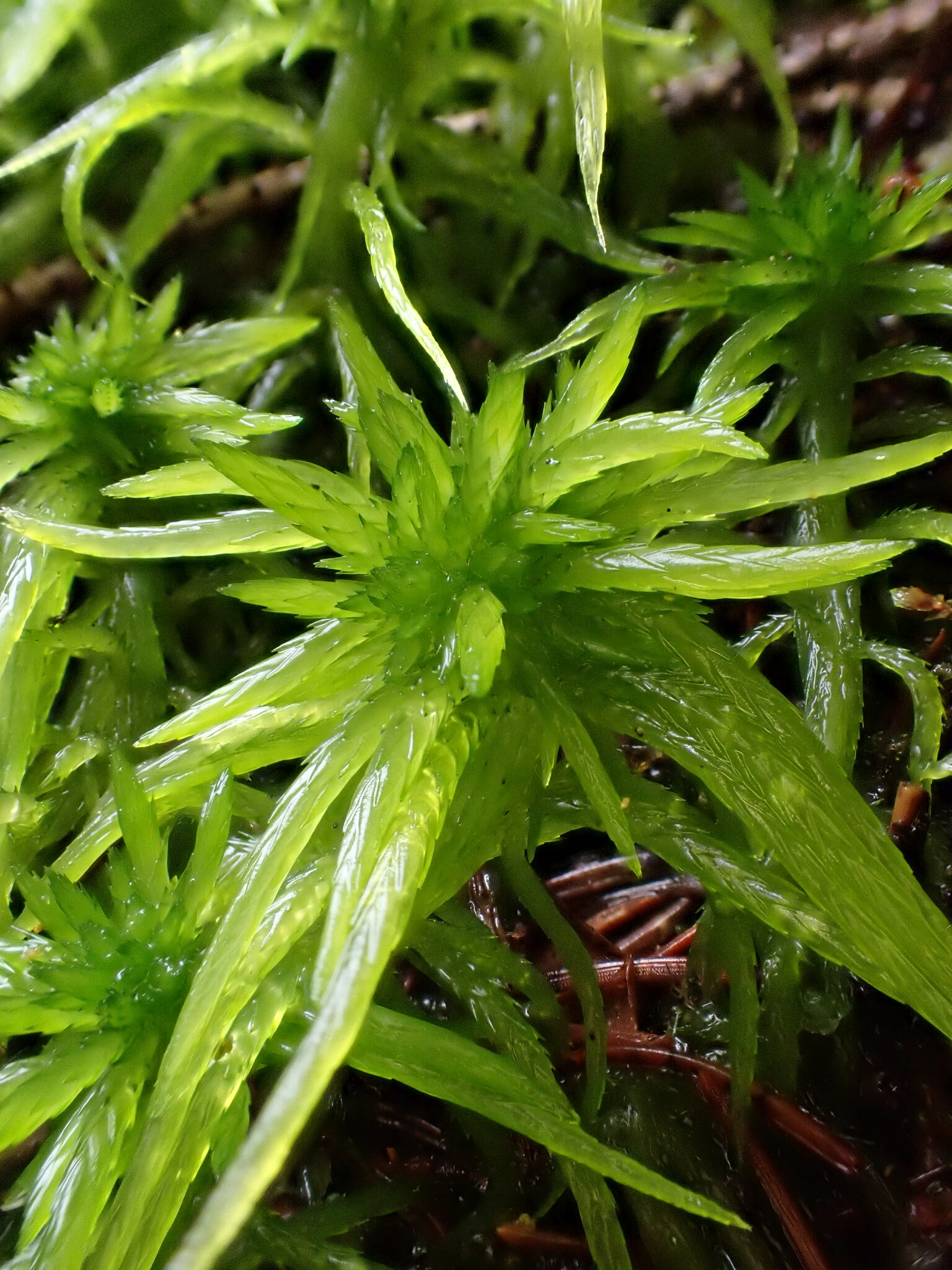 Sphagnum riparium Ångström, 1864