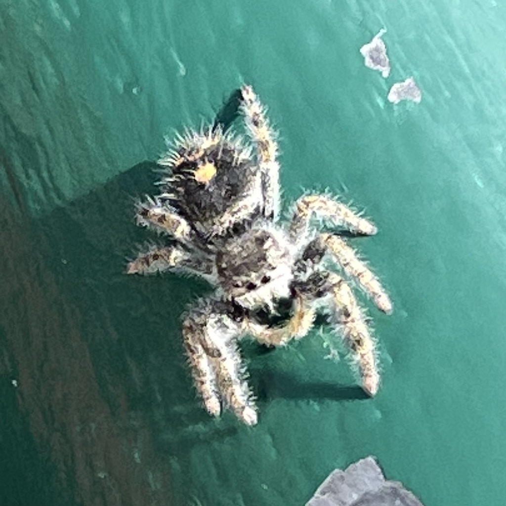 Bold Jumping Spider from Falls Park, Sioux Falls, SD, US on October 9 ...