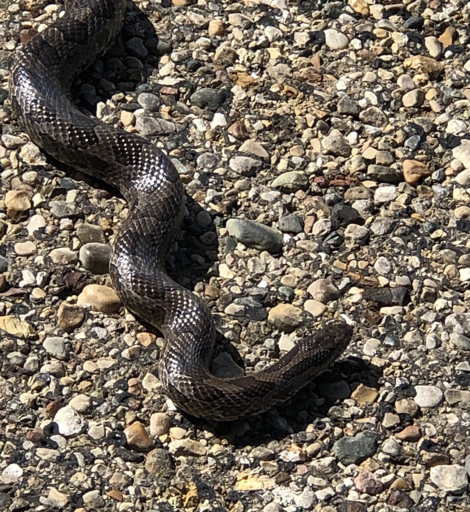 Prairie Kingsnake from County Road 1300 E, Sullivan, IL, US on October ...