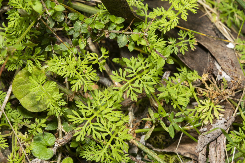 Common Cotula from Walkerville VIC 3956, Australia on October 02, 2022 ...