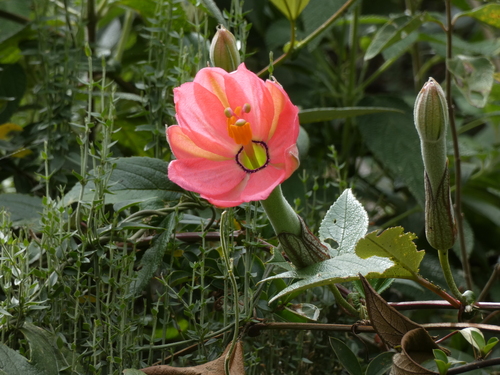variedad Passiflora mixta eriantha · NaturaLista Colombia