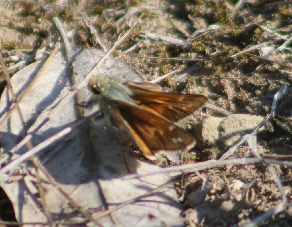 Green Skipper in October 2022 by Cindy Chrisler · iNaturalist