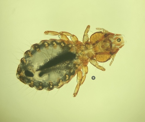 Ugglelöss (Strigiphilus)