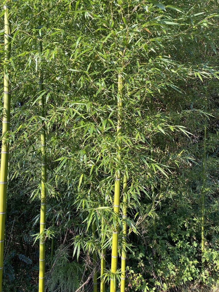 fishpole bamboo from Loop Rd, Norwood, NC, US on October 9, 2022 at 05: ...