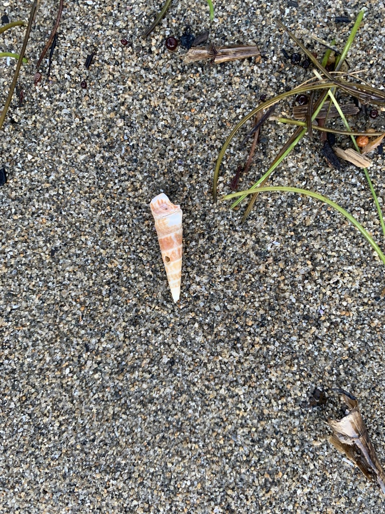 Variegated Turret Snail from Puerto Rico, Naguabo, Puerto Rico, US on ...