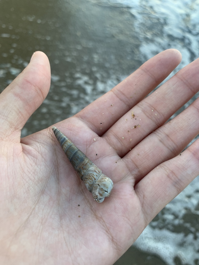 Variegated Turret Snail from Puerto Rico, Naguabo, Puerto Rico, US on ...