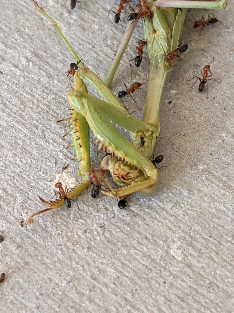 Bicolored Pyramid Ant from Mountain Springs, NV 89161, USA on October ...