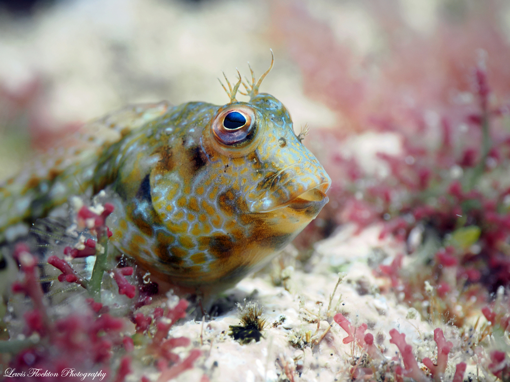Monkey Blenny from Las Palmas, ES-CN, ES on October 5, 2022 at 11:57 PM ...