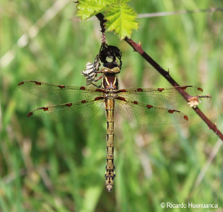 Austropetaliidae