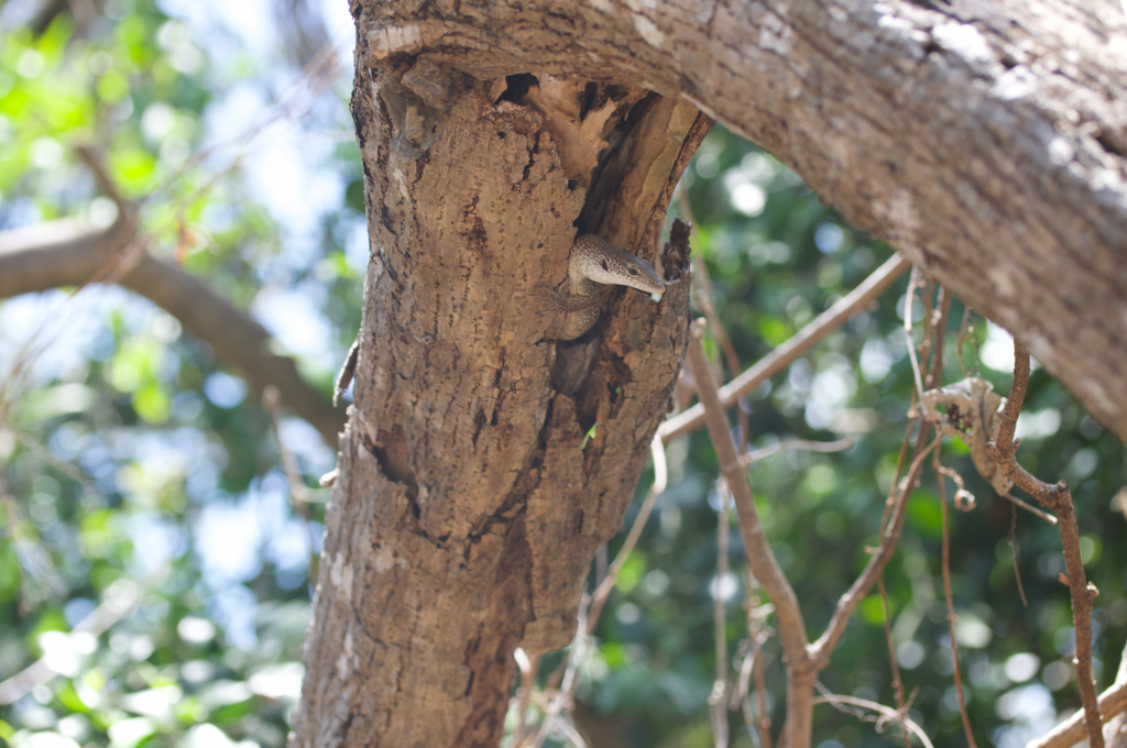 Banded Tree Monitor from Brinkin NT 0810, Australia on September 22 ...