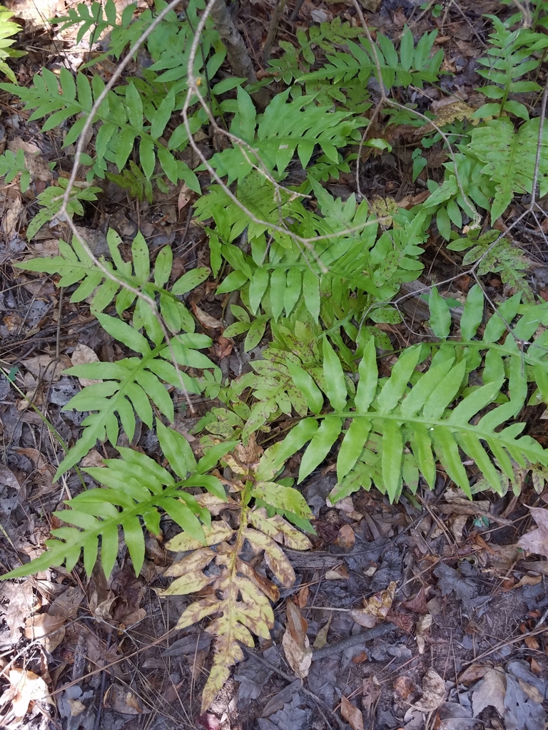netted chain fern in October 2022 by Clifton Albrecht. Collection made ...