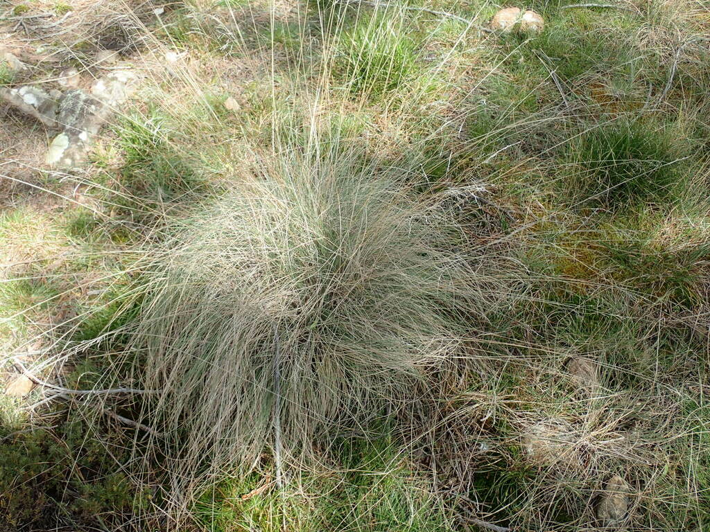 (Poa rodwayi) - Botanical Realm
