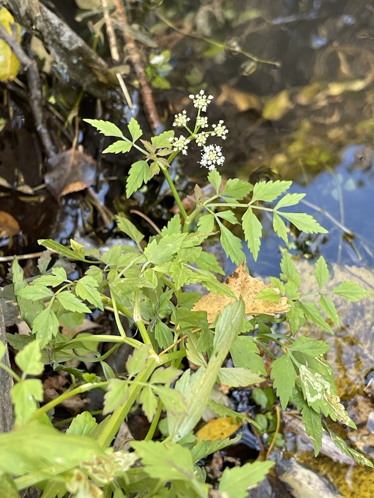 Java water-dropwort from Zeier Rd, Madison, WI, US on October 9, 2022 ...